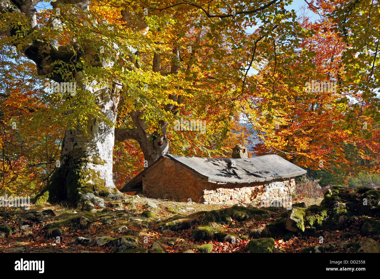 Cabin tree house hi-res stock photography and images - Alamy