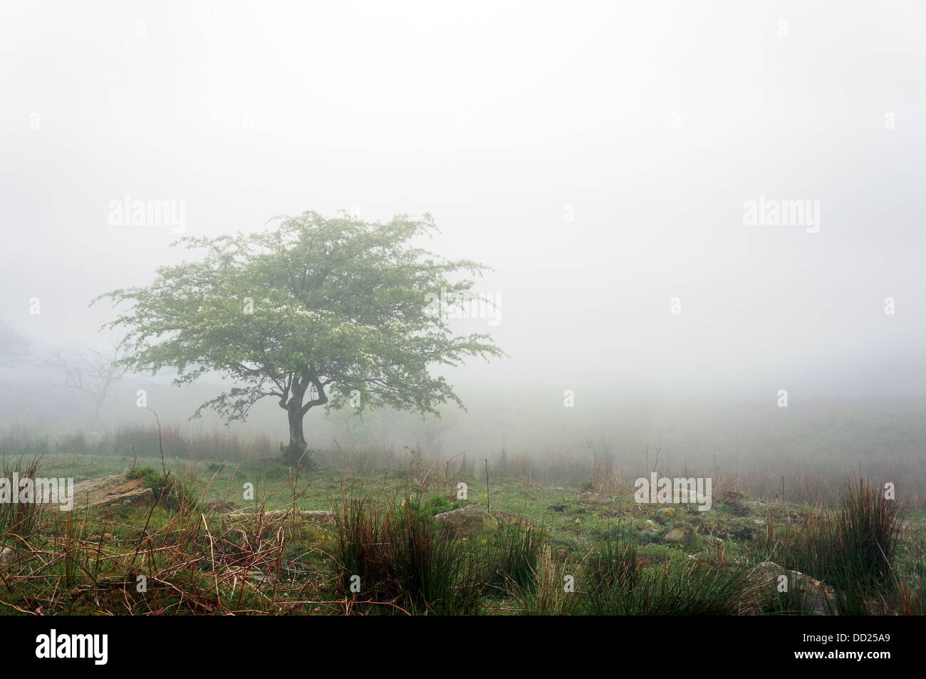 lonely tree with fog Stock Photo - Alamy
