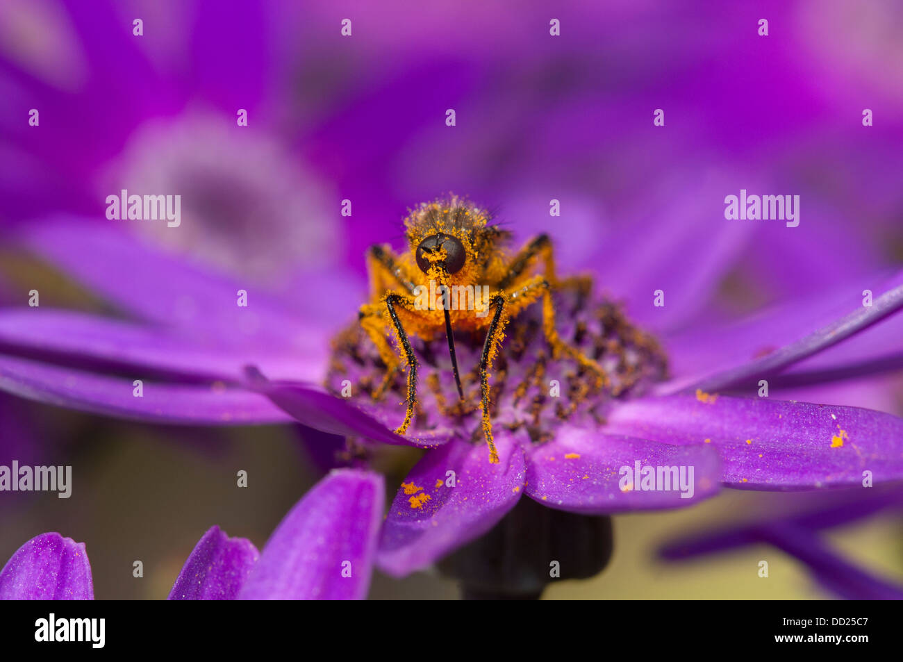 Fly Pollinating flower Stock Photo - Alamy