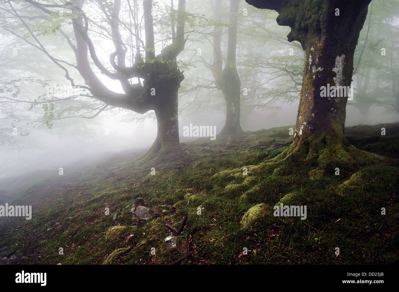 Tenebrous beech forest with fog Stock Photo - Alamy