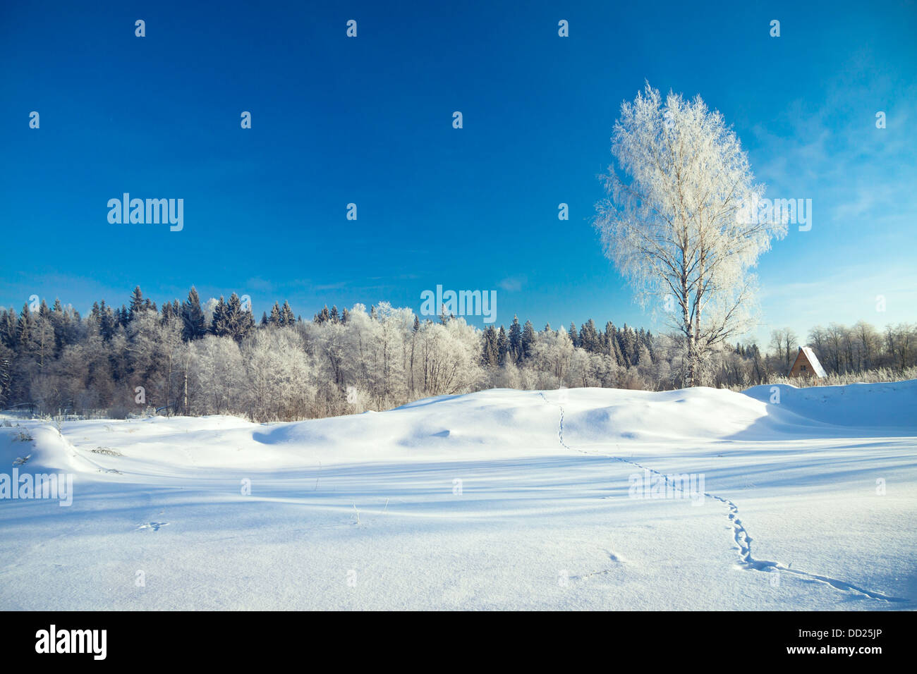 beautiful winter rural landscape with the blue sky and the wood Stock ...