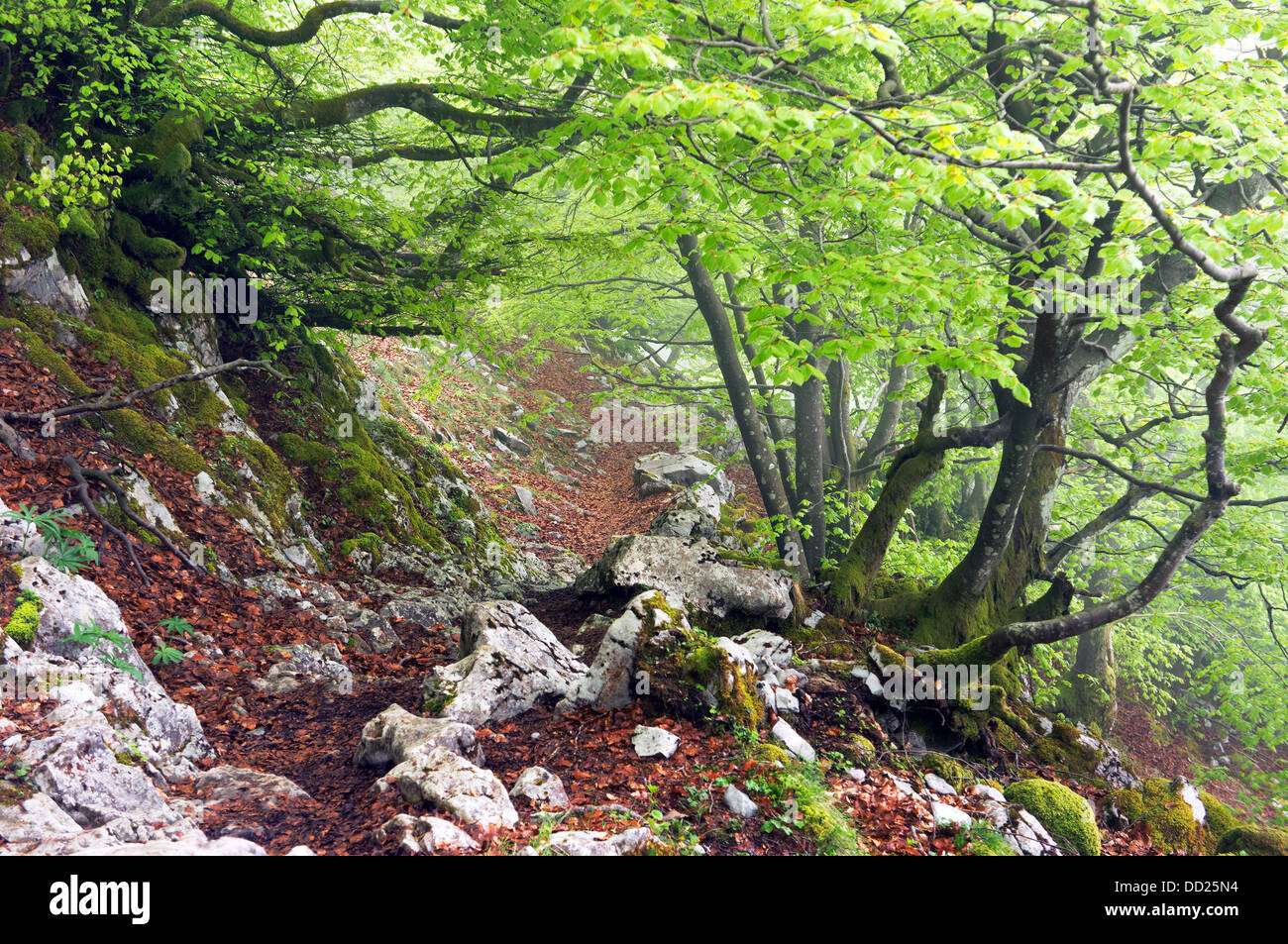 Rocky forest hi-res stock photography and images - Alamy
