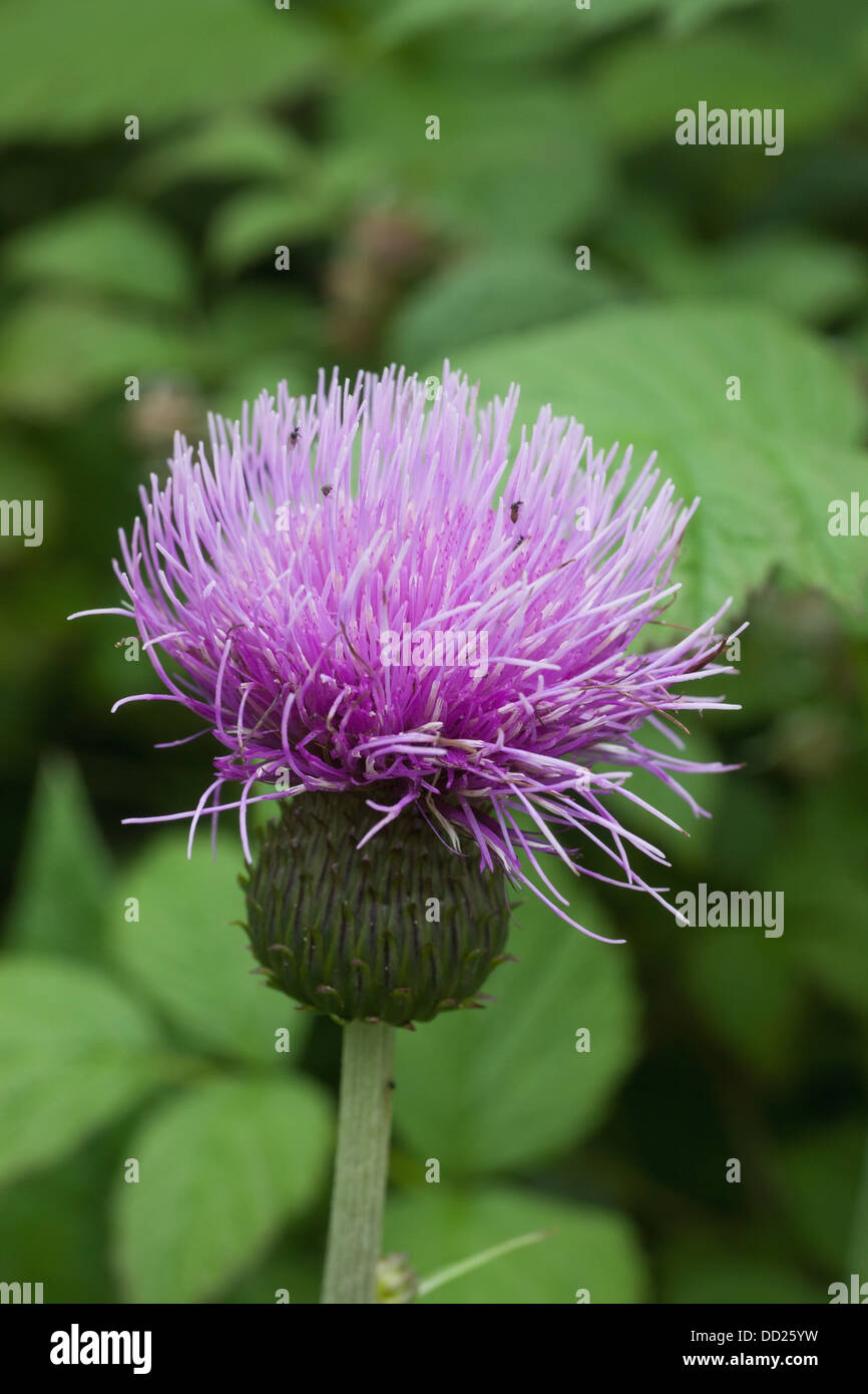 A Purple Flower; Northumberland, England Stock Photo - Alamy