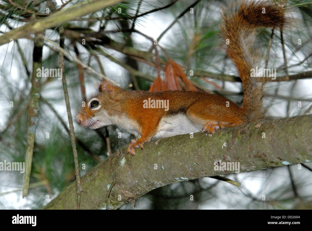 American red squirel hi-res stock photography and images - Alamy