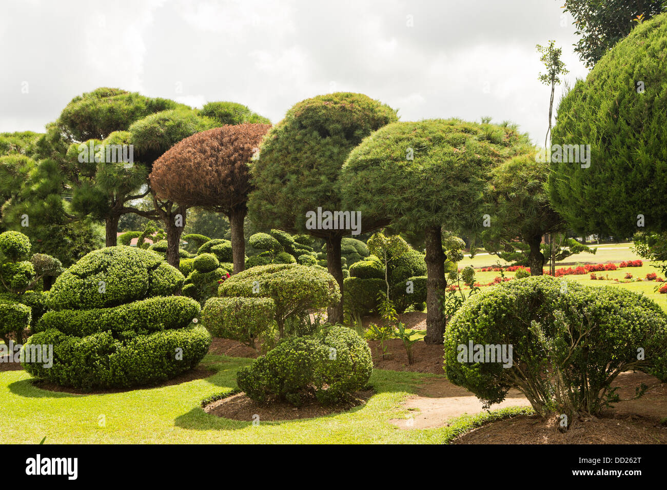 Pearl fryar topiary hi-res stock photography and images - Alamy