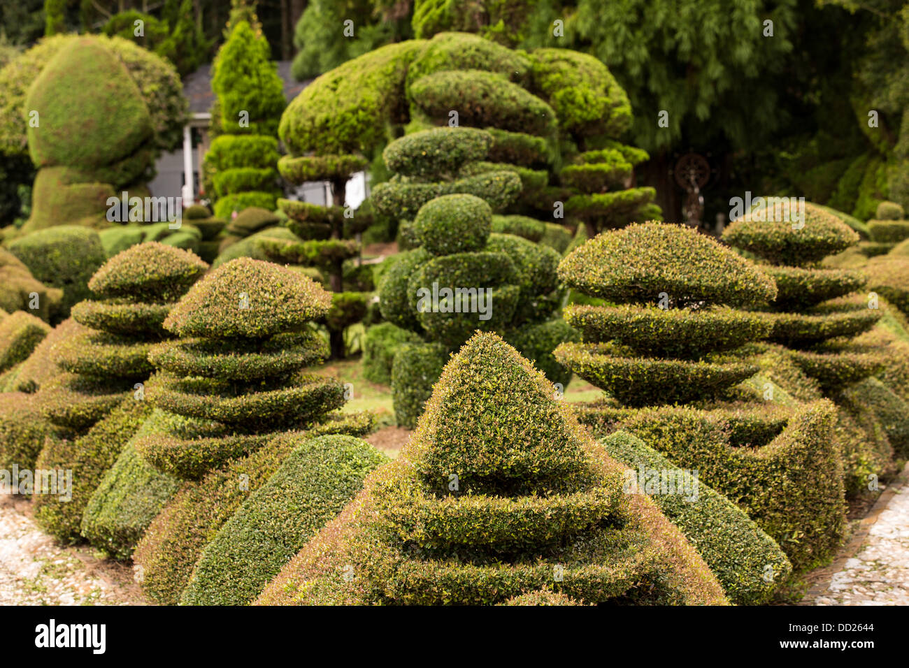 Pearl Fryar without any horticultural experience turned discarded ...