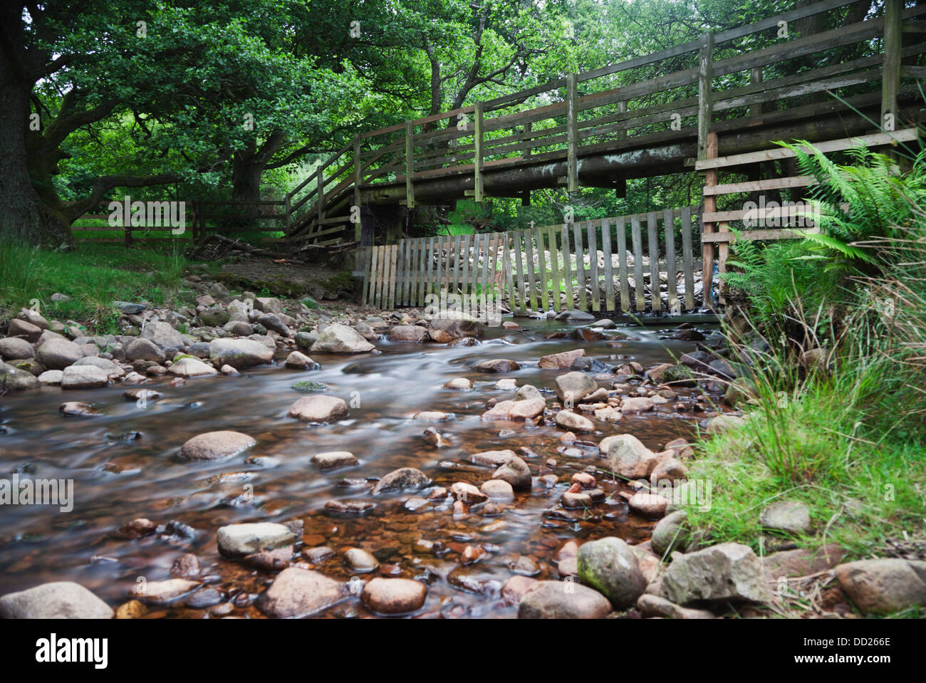 A Wooden Boardwalk Over A Stream; Northumberland, England Stock Photo ...