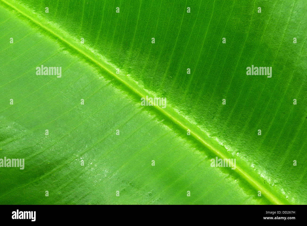 structure of leaf Stock Photo - Alamy