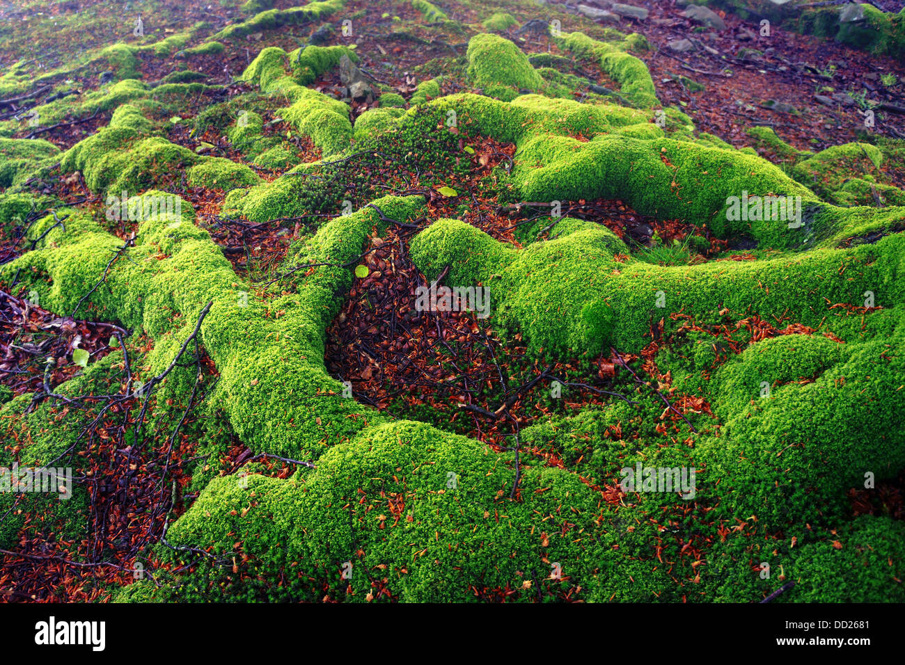 tree roots with vivid green color and moss Stock Photo - Alamy