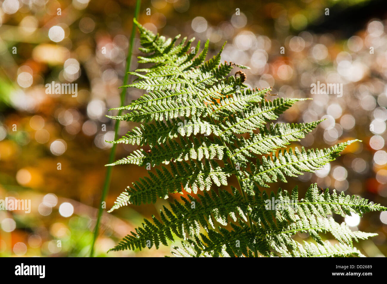 Fern leaf in forest Stock Photo - Alamy