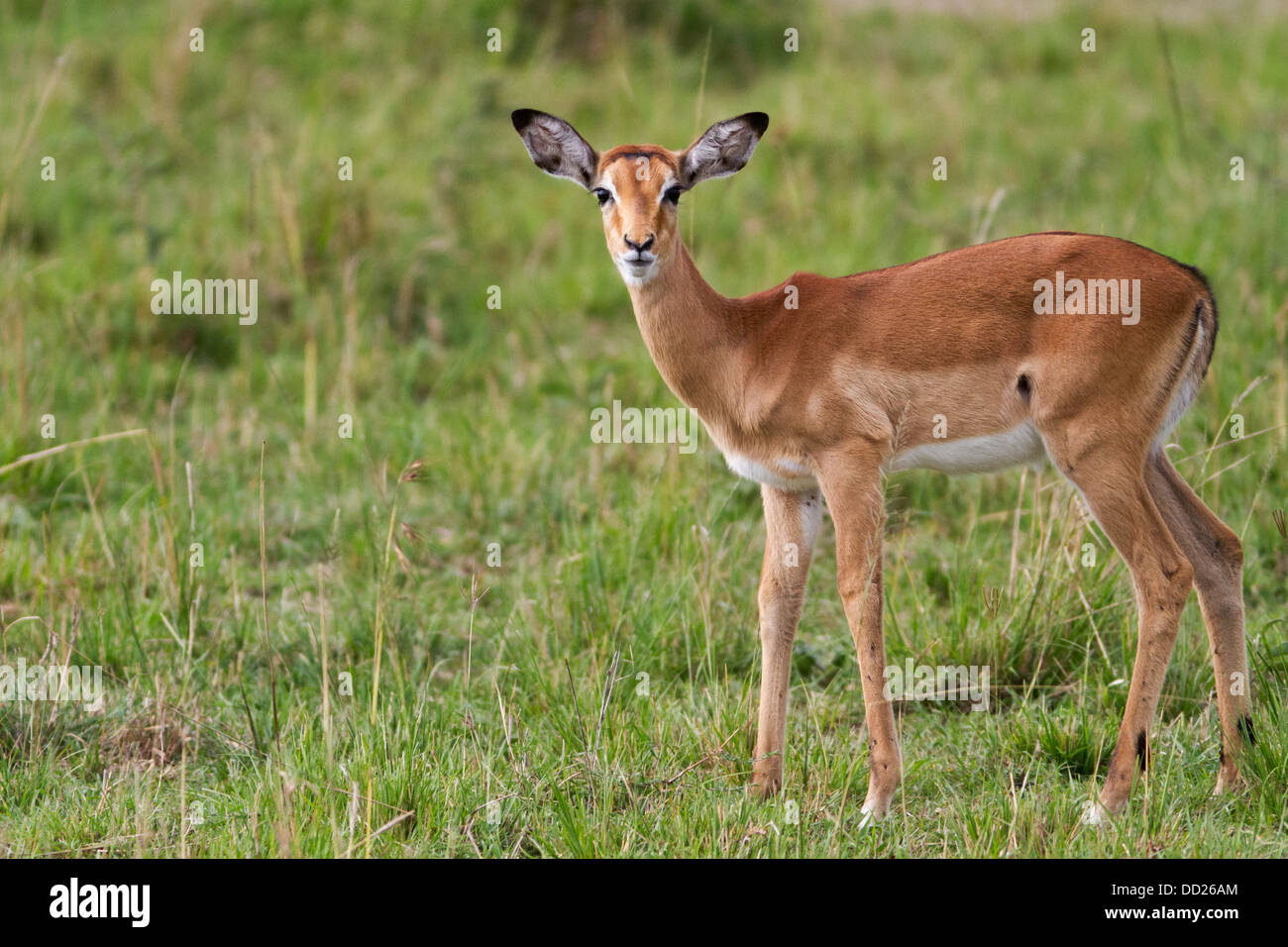 Impala side view face hi-res stock photography and images - Alamy