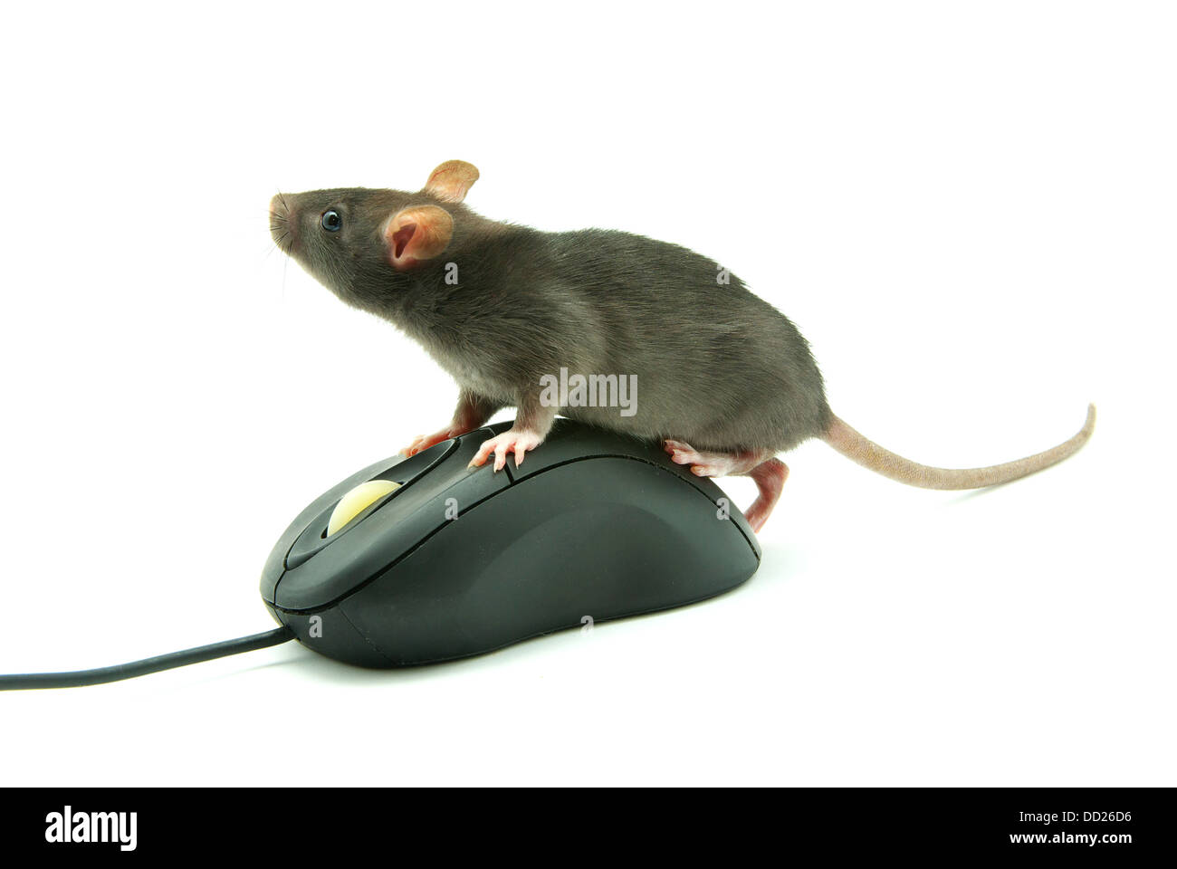 rat on computer mouse Stock Photo - Alamy
