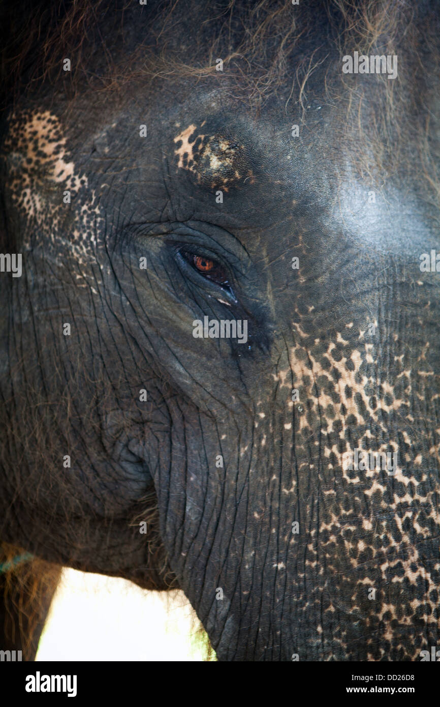 Scenes of Bali, Indonesia Stock Photo - Alamy