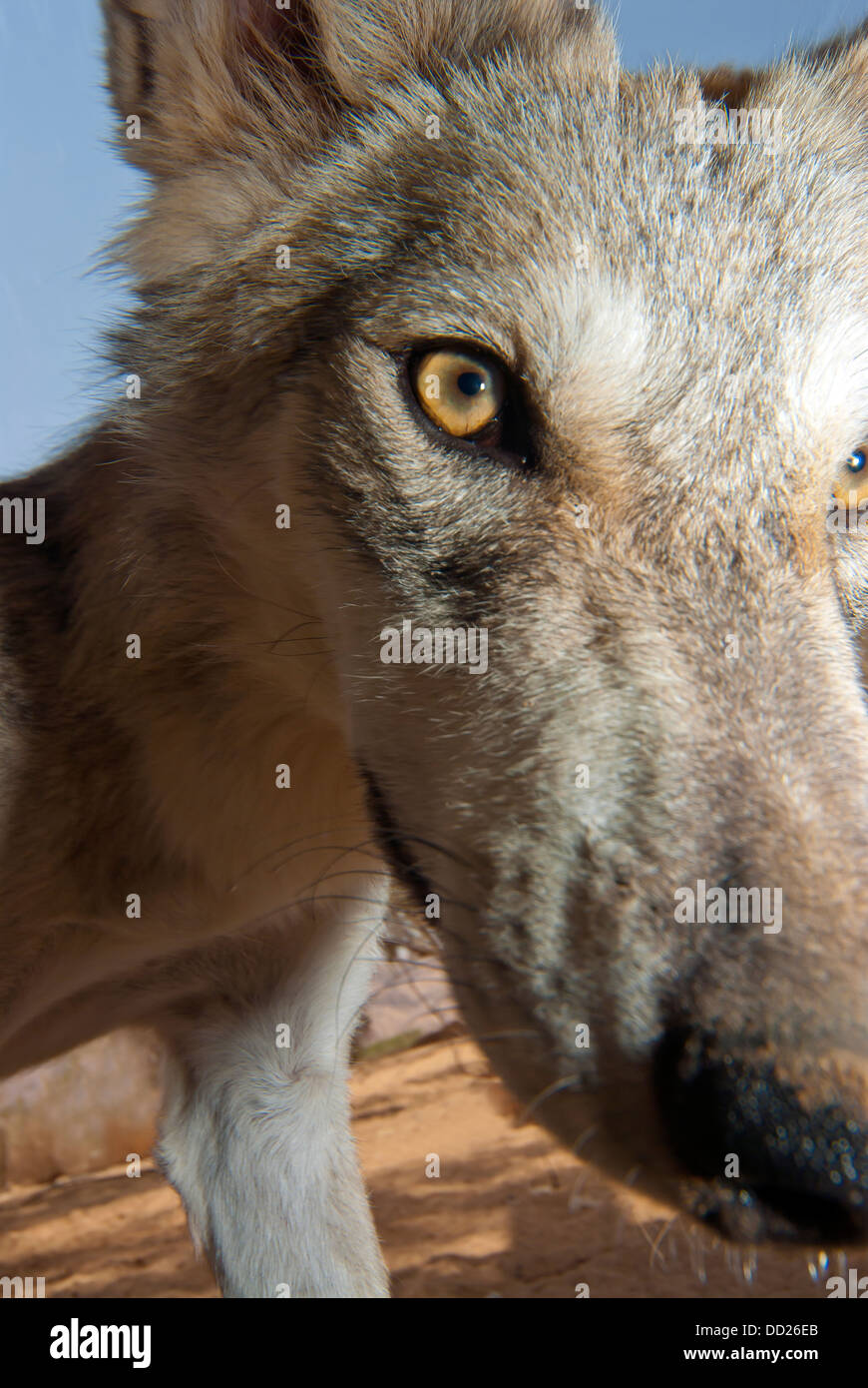 Wolf, very close to lens Stock Photo - Alamy