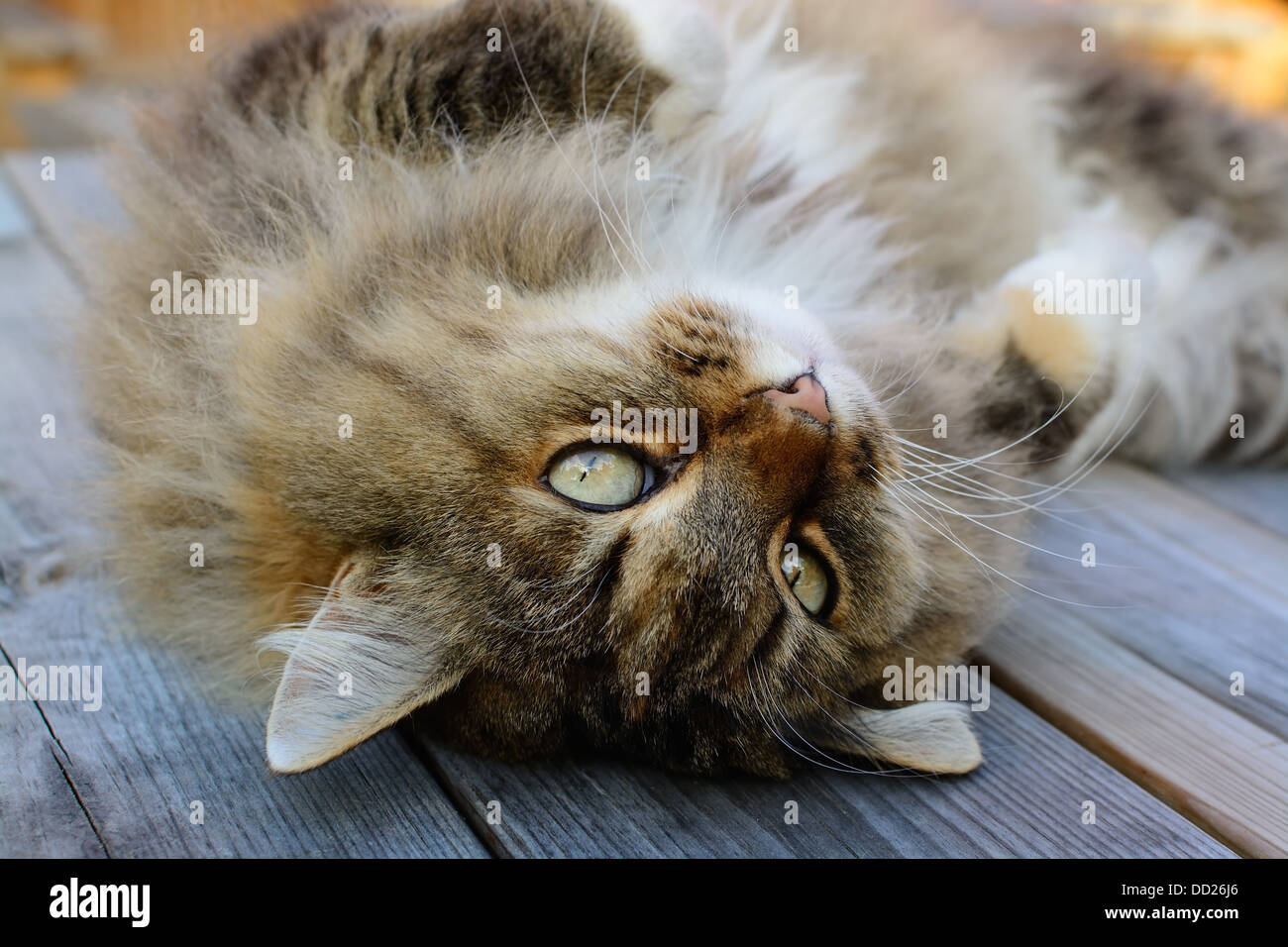 Furry and fluffy Norwegian Forest Cat laying on his back with a cuddly ...