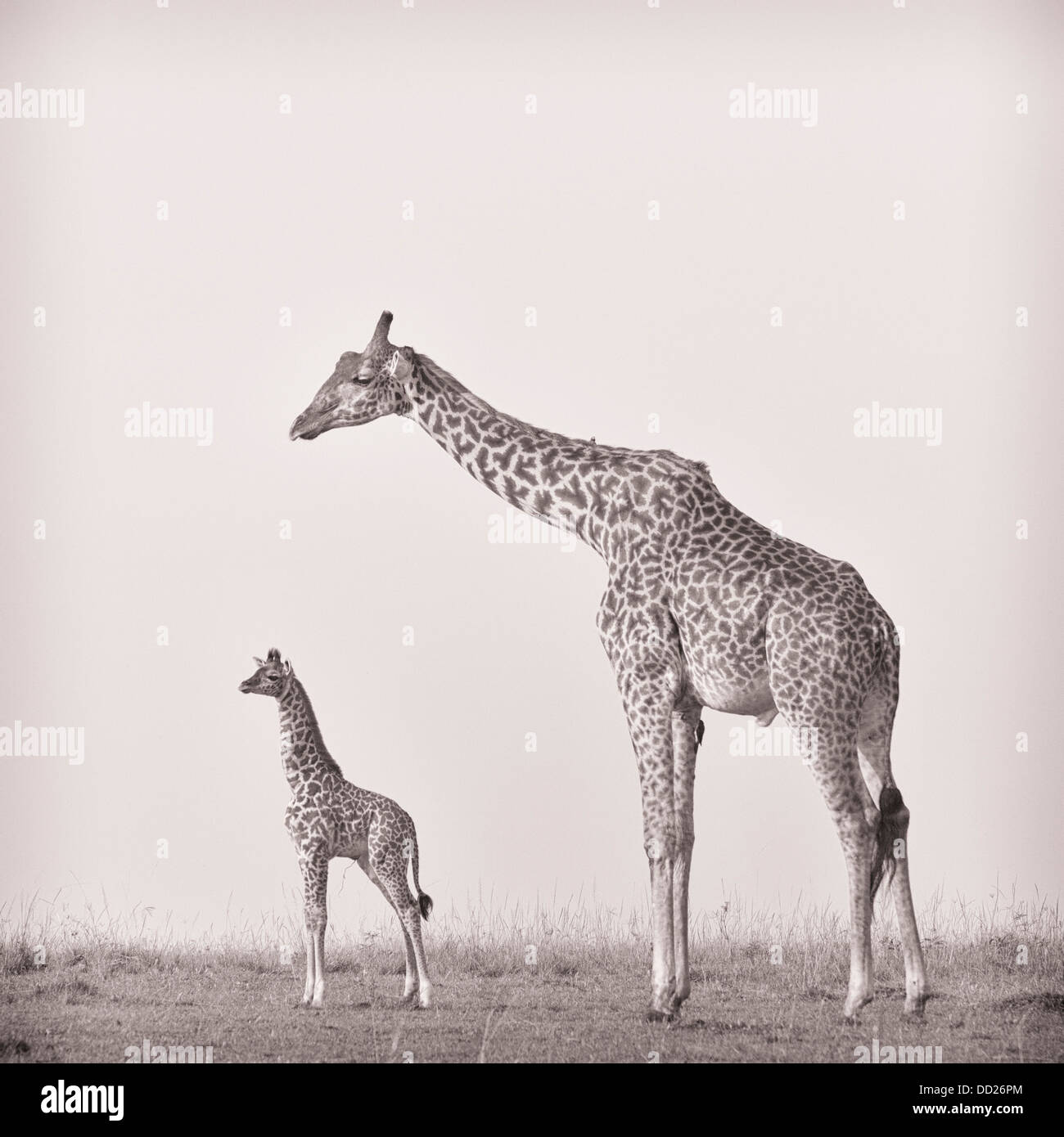 Giraffe standing side by side High Resolution Stock Photography and ...