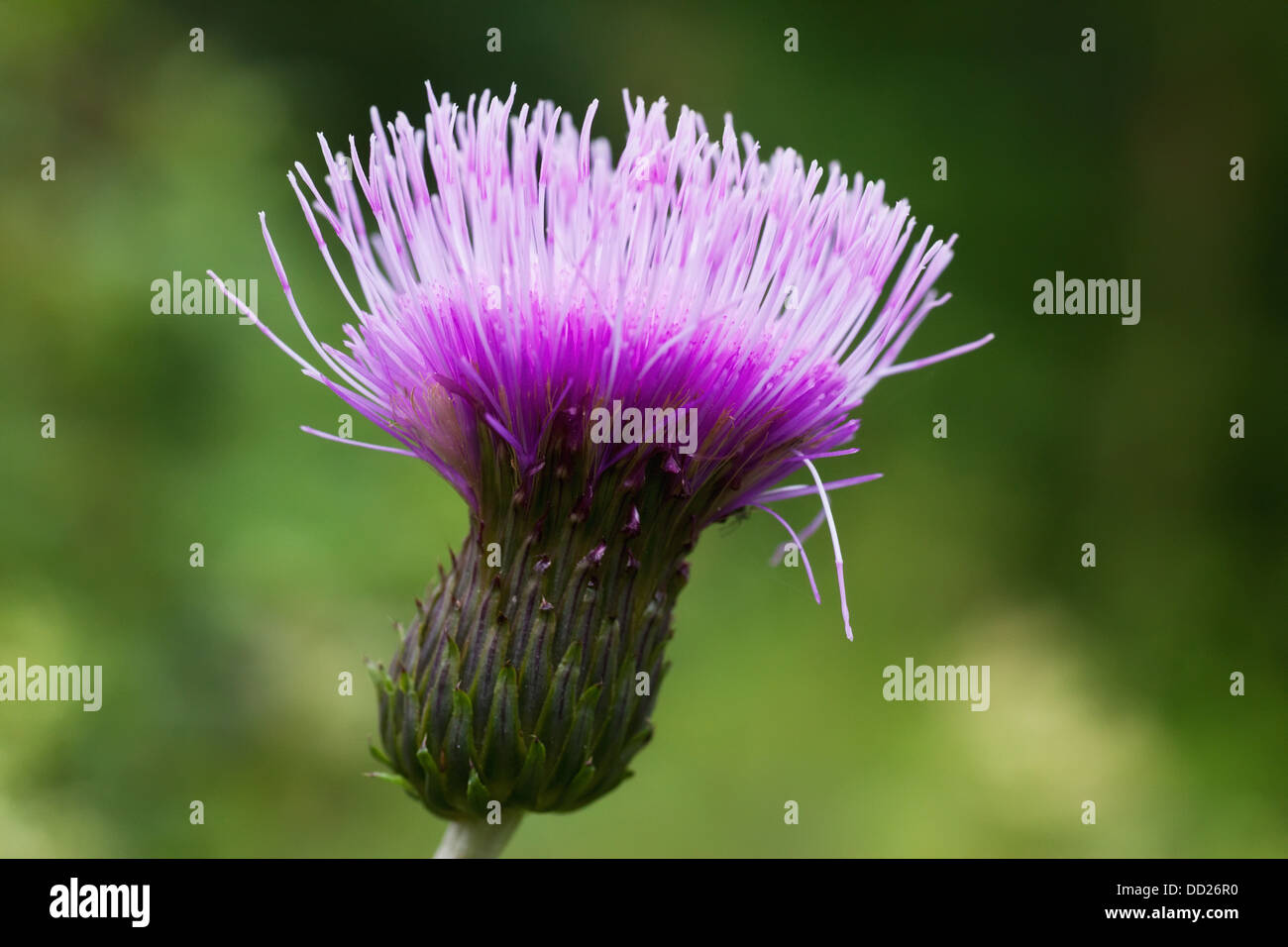 A Purple Flower; Northumberland, England Stock Photo - Alamy