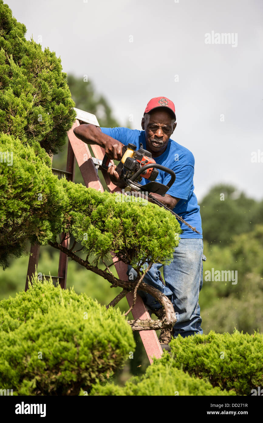Pearl fryar topiary garden hi-res stock photography and images - Alamy