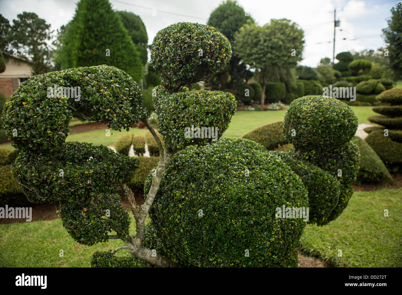 Pearl Fryar without any horticultural experience turned discarded ...