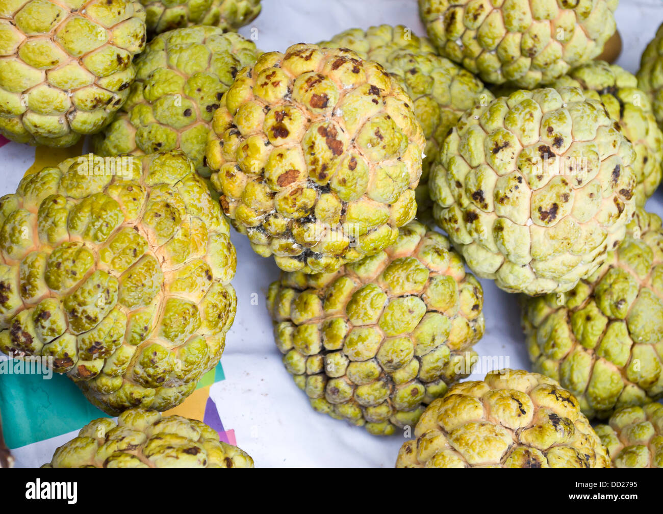 Fresh custard apple fruit growing hi-res stock photography and images ...