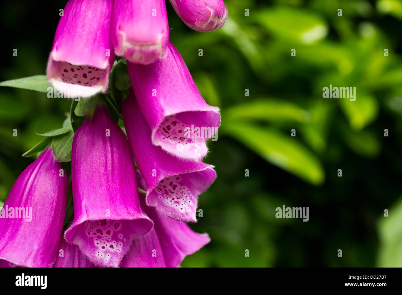 Beautiful pink Foxglove flowers Stock Photo - Alamy