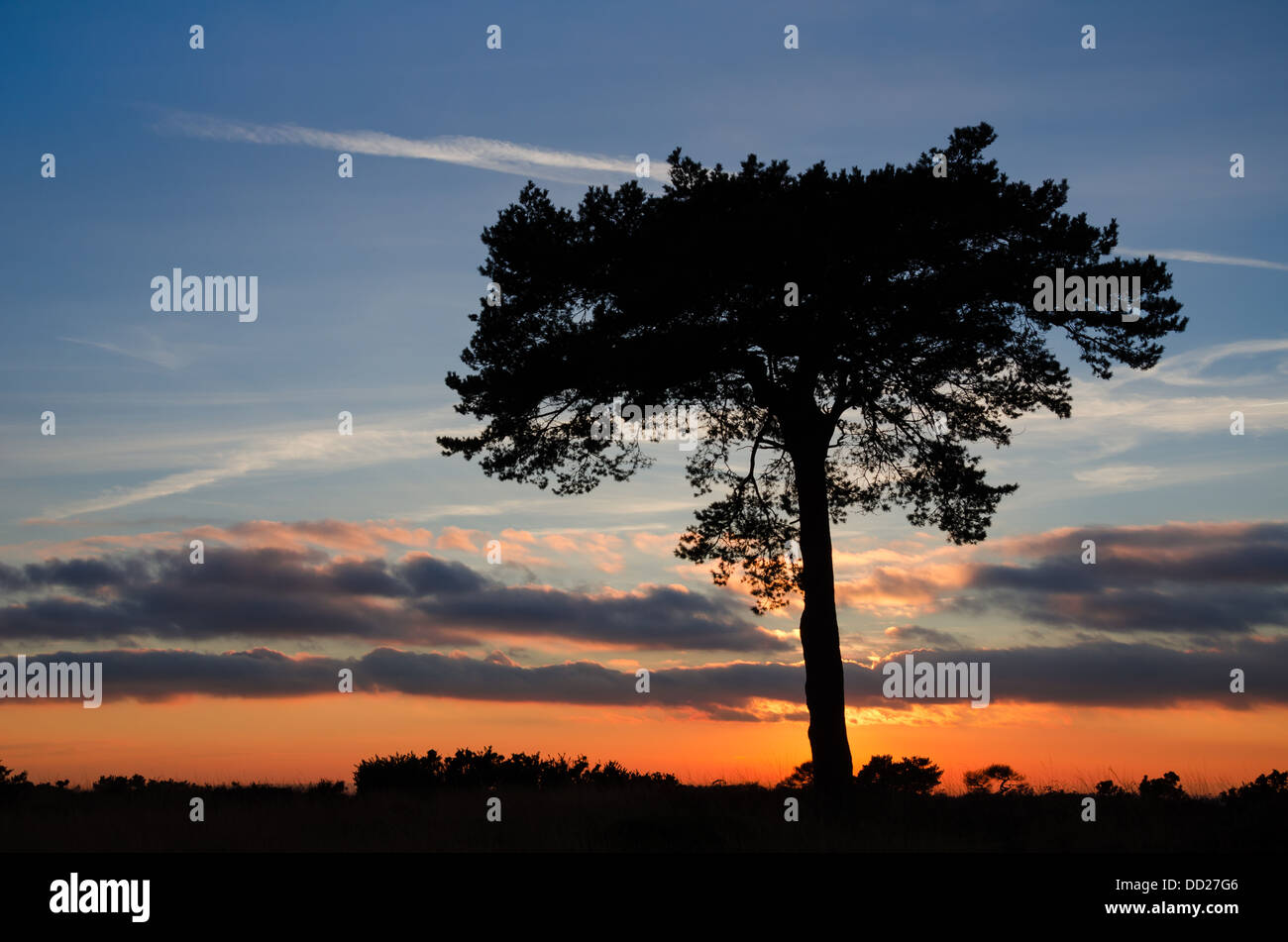 Evening landscape at Four Counties Dial, Ashdown Forest, Sussex ...