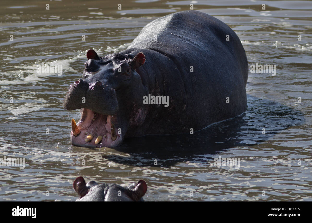 Male hippo hi-res stock photography and images - Alamy