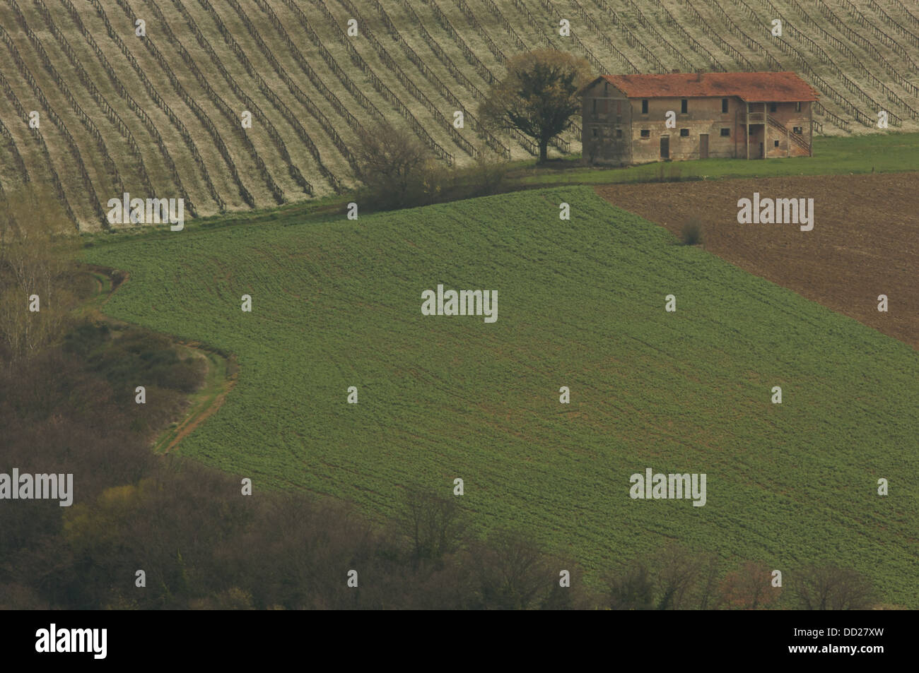 aerial view of farmhouse with vineyards trees and cultivated fields ...