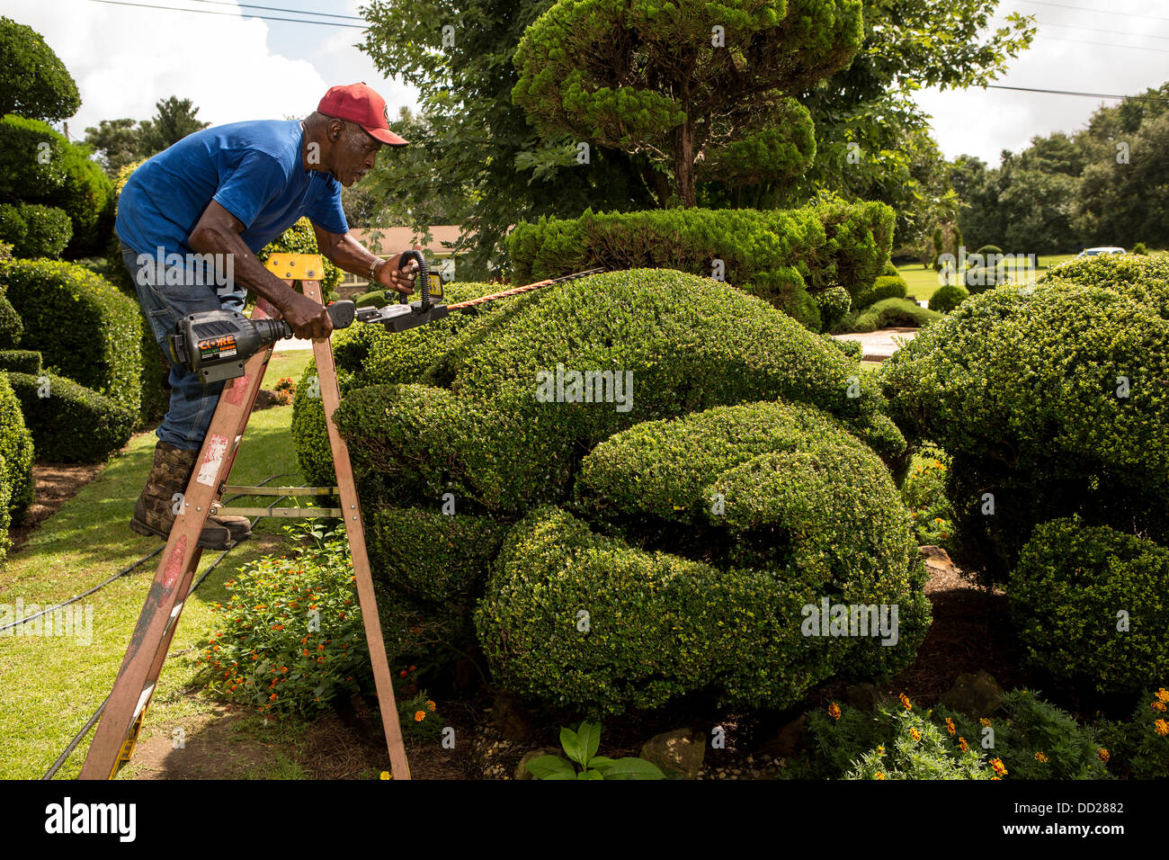 Topiary garden trimming ladder bush hi-res stock photography and images ...