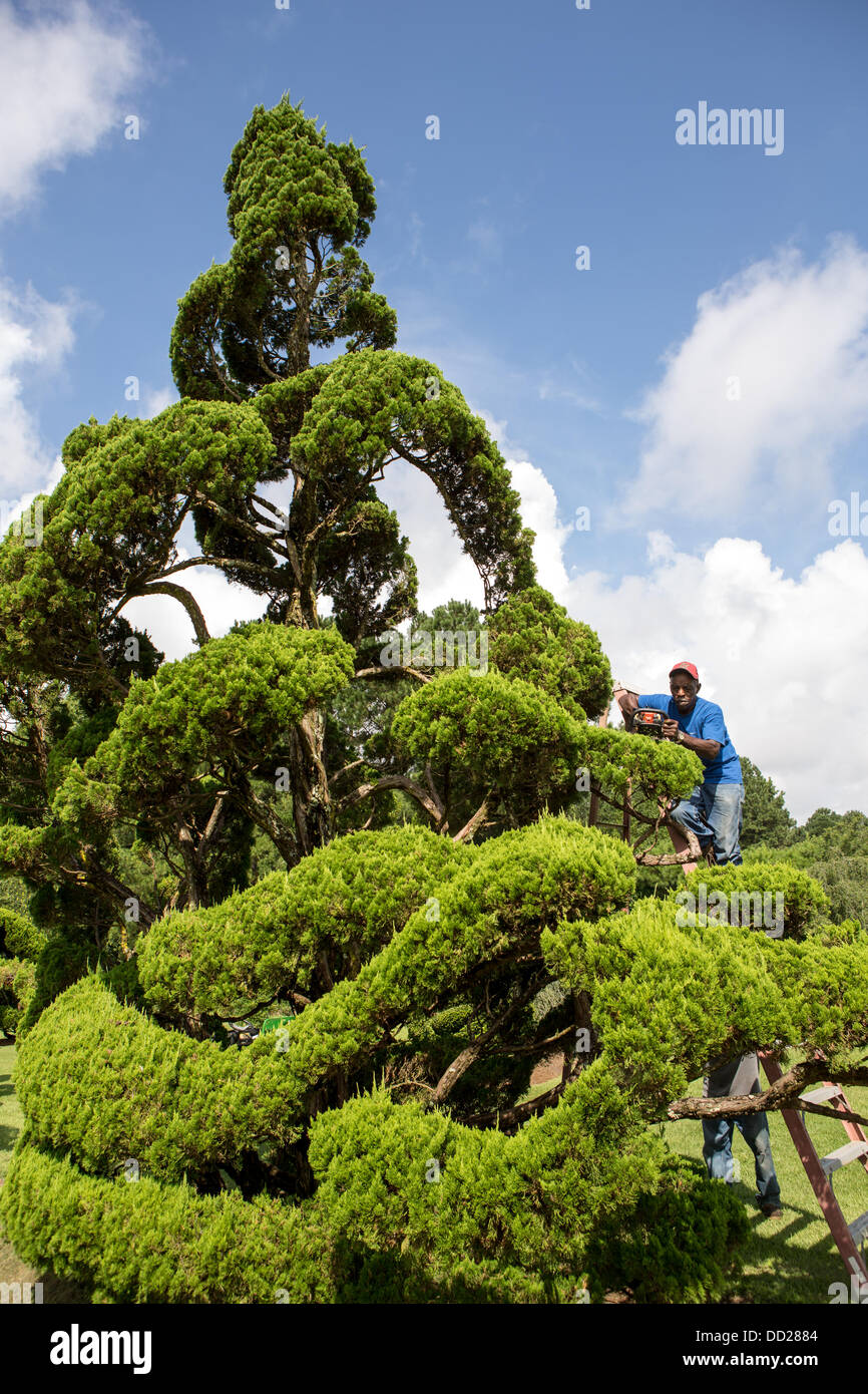Pearl Fryar without any horticultural experience turned discarded ...
