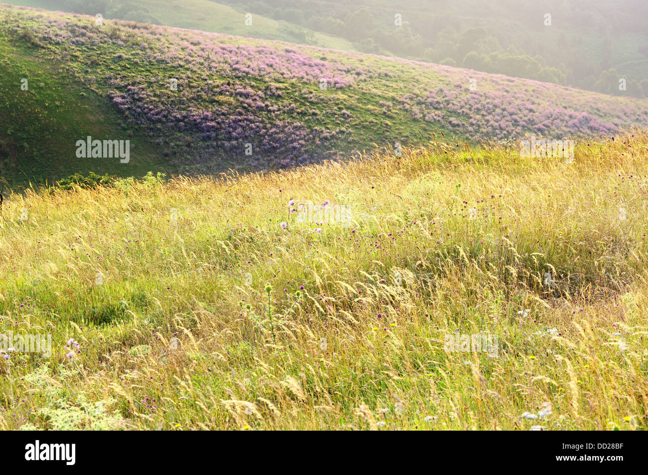 Summer and grass hi-res stock photography and images - Alamy