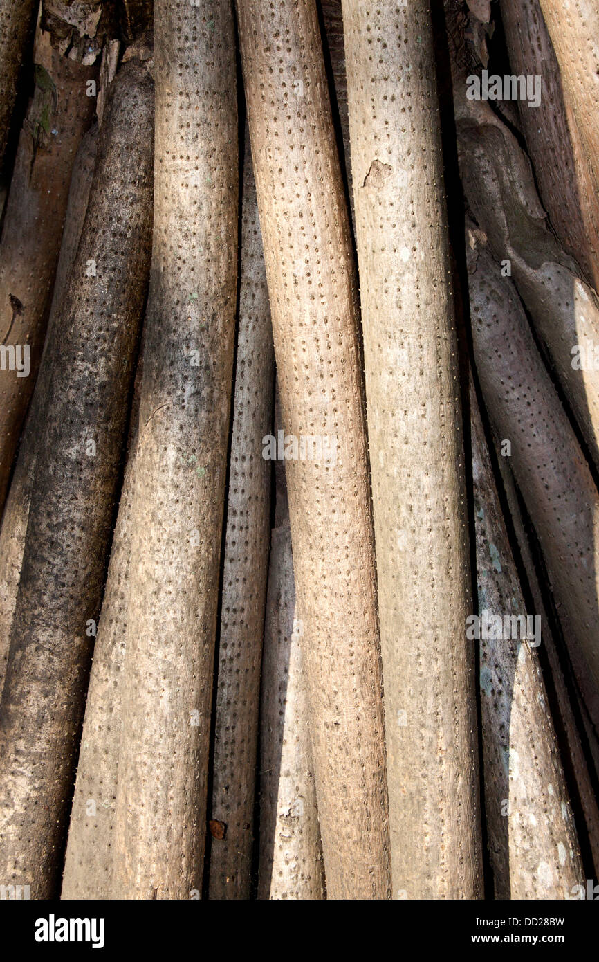 Tuber tree hi-res stock photography and images - Alamy