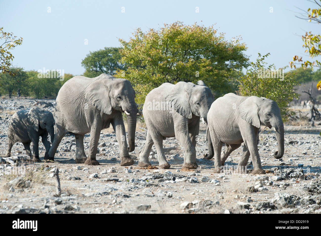 Walking single file hi-res stock photography and images - Alamy