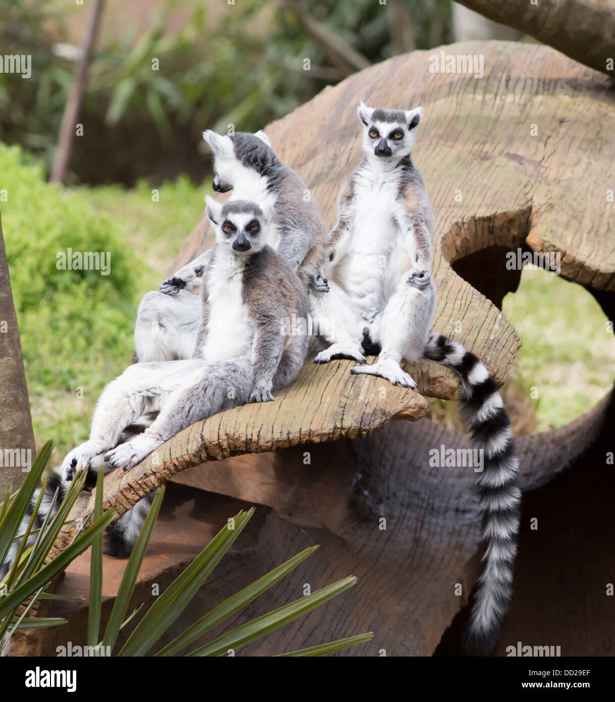 Lemur troop hi-res stock photography and images - Alamy