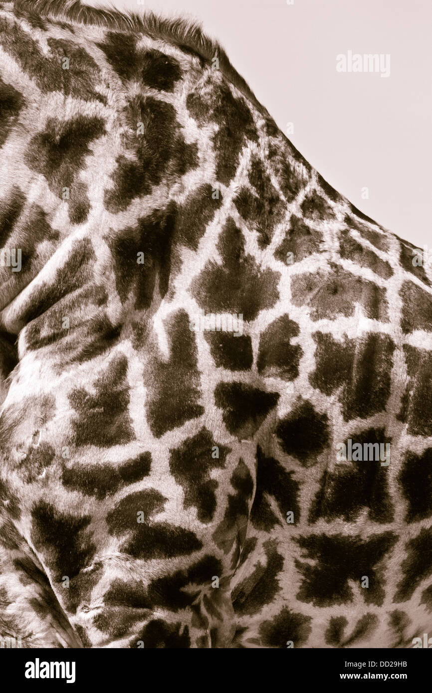 Pelt pattern hi-res stock photography and images - Alamy