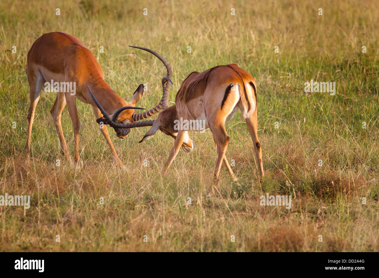 Male curved horns hi-res stock photography and images - Alamy