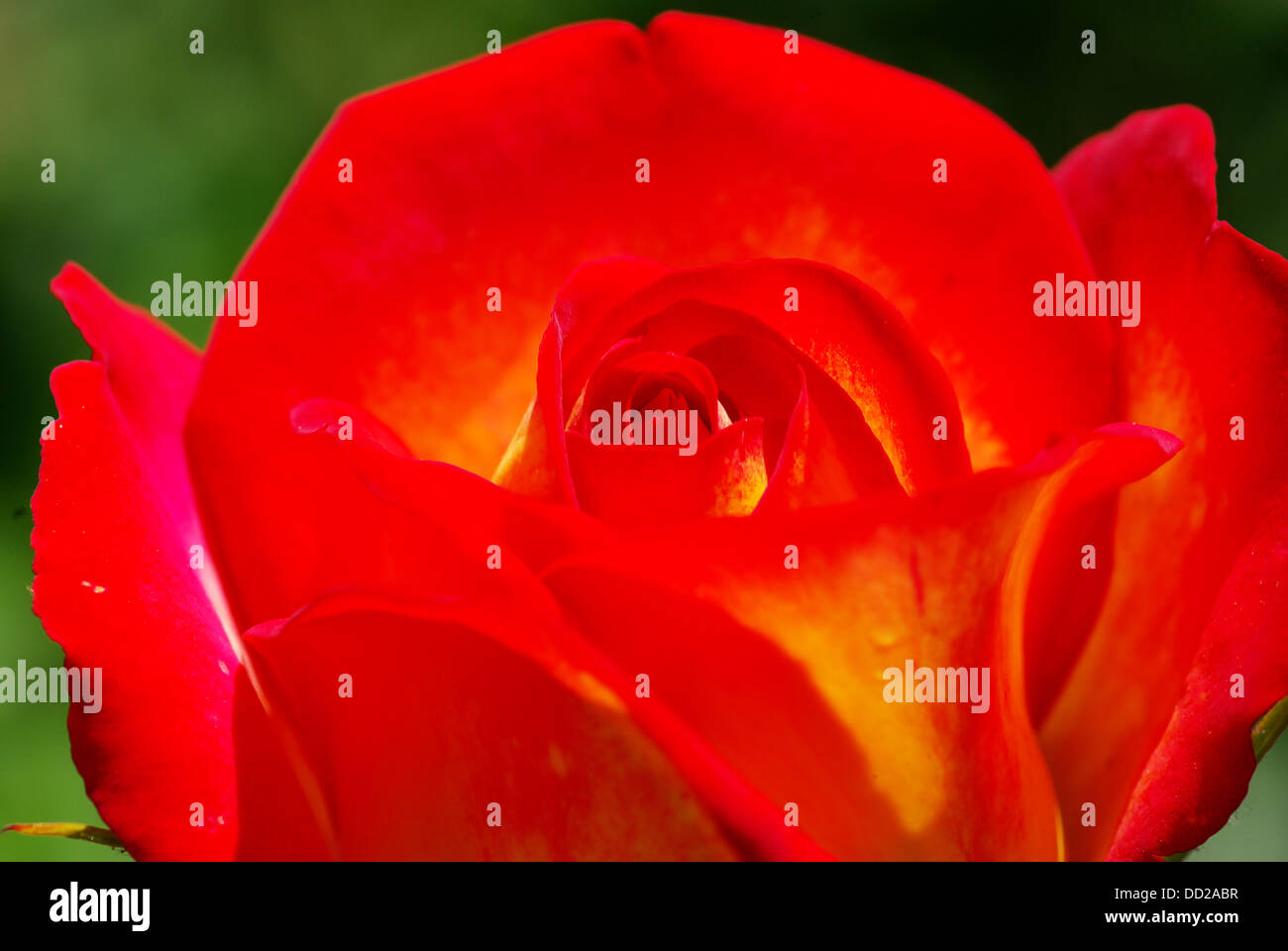 Rose red shoot hi-res stock photography and images - Alamy