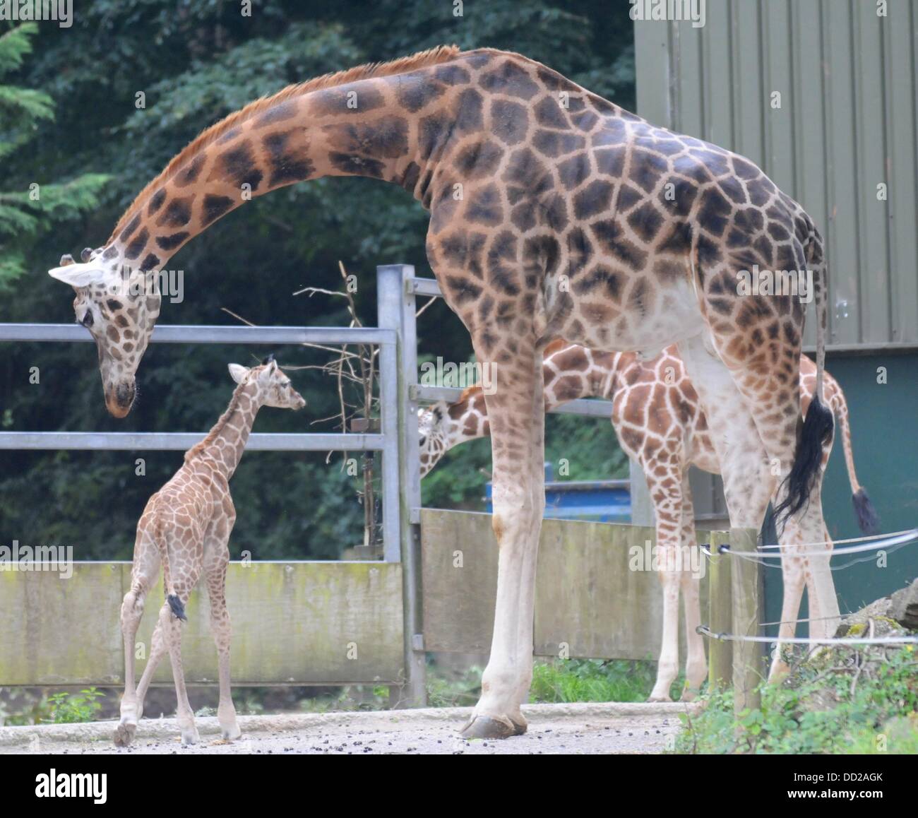 Day at the Zoo Stock Photo - Alamy