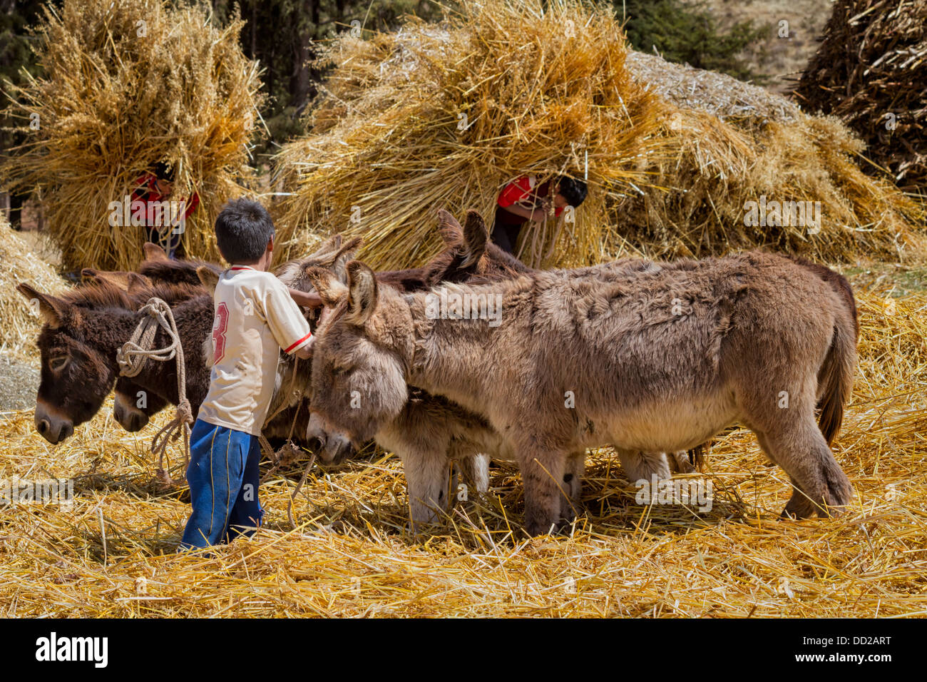 Donkey Team High Resolution Stock Photography and Images - Alamy