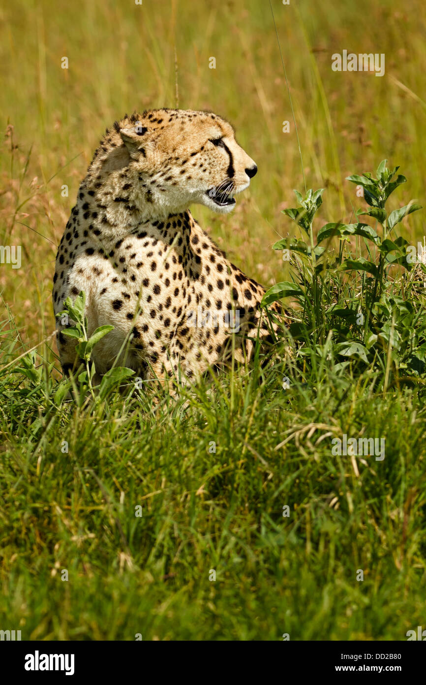 Cheetah side profile hi-res stock photography and images - Alamy