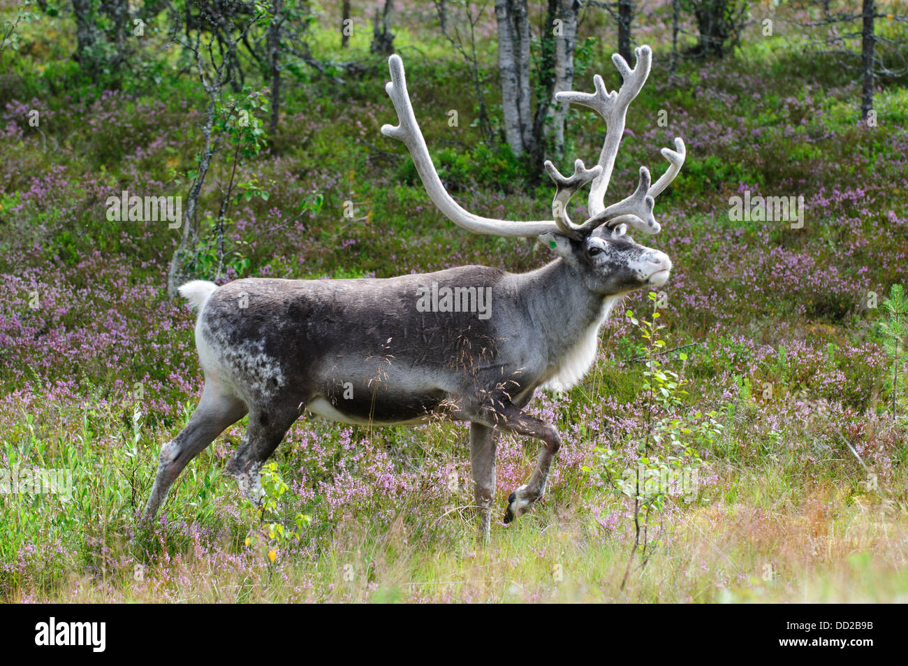 Male reindeer with velvet antlers in Swedish Lapland Stock Photo - Alamy