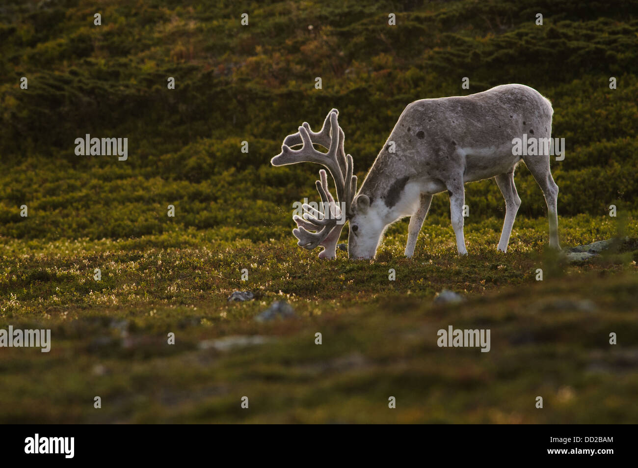 White male reindeer with velvet antlers in evening backlight in Swedish ...