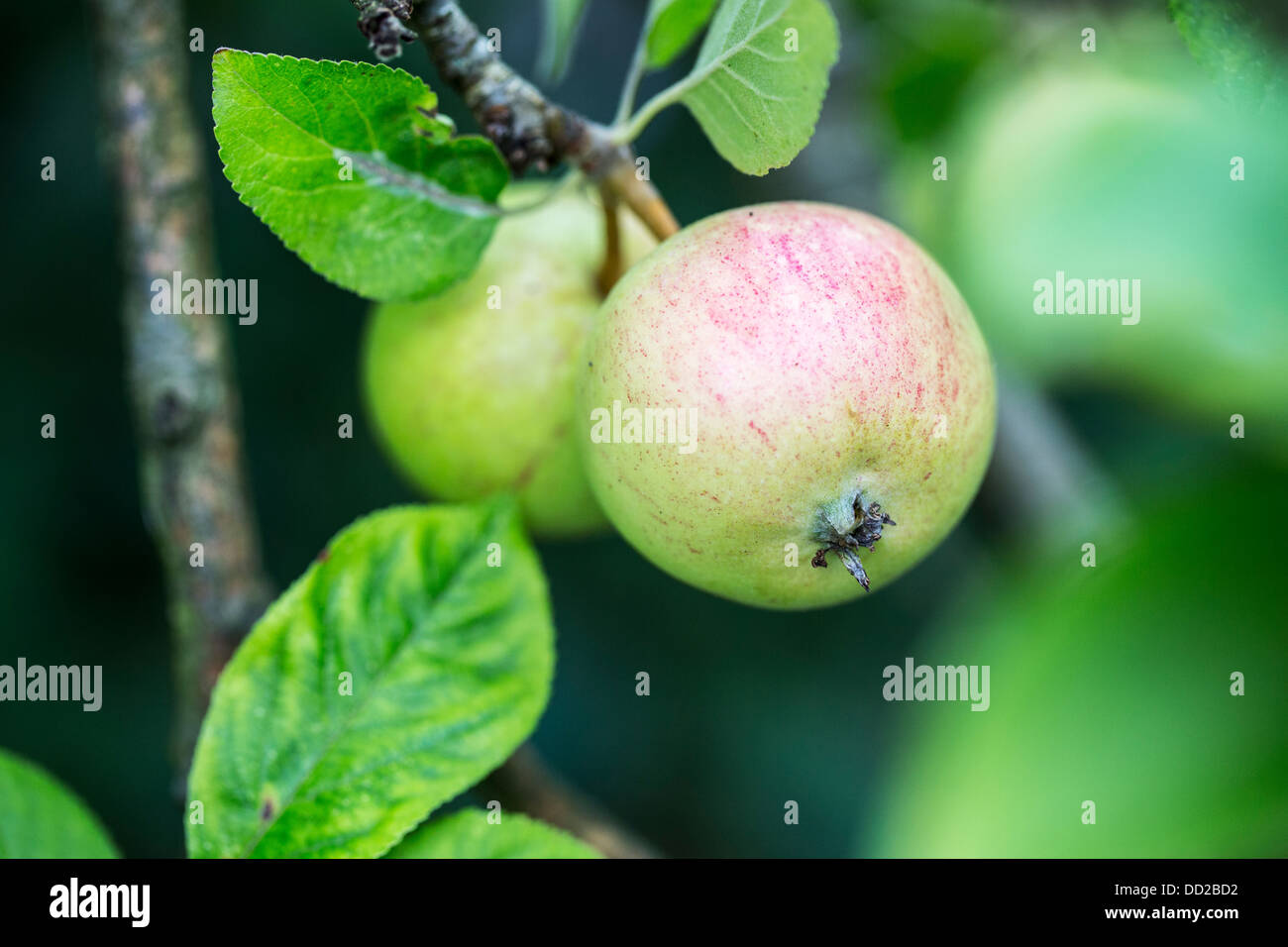 Charles ross apples hi-res stock photography and images - Alamy