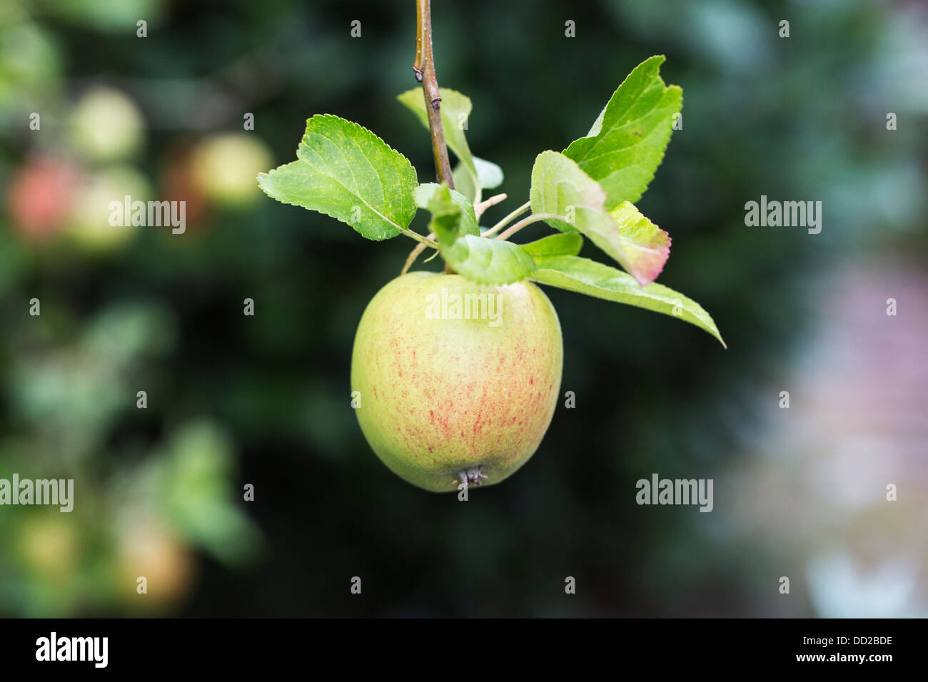 A single rosy "Charles Ross" apple growing and ripening on the tree ...