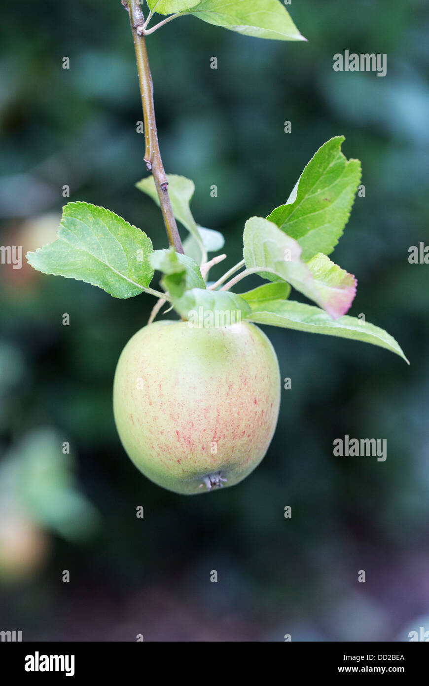 A single rosy "Charles Ross" apple growing and ripening on the tree ...