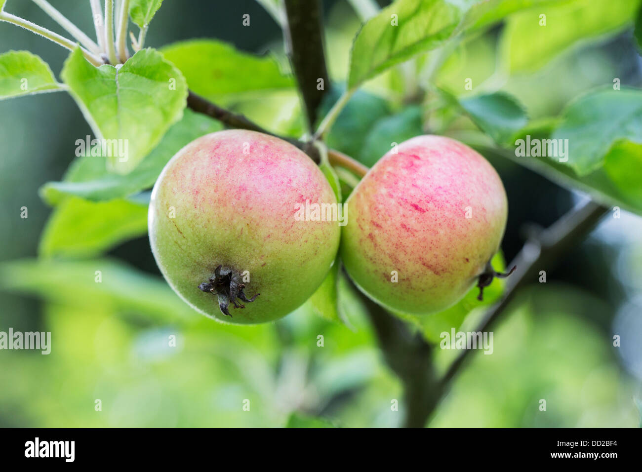 Two rosy "Charles Ross" eating apples growing and ripening on an apple ...
