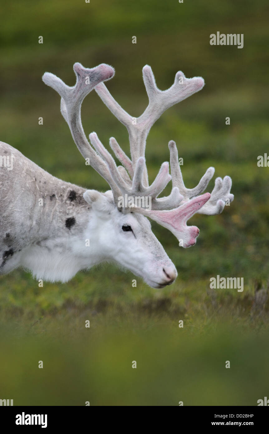 Portrait of a white male reindeer with velvet antlers in Swedish ...
