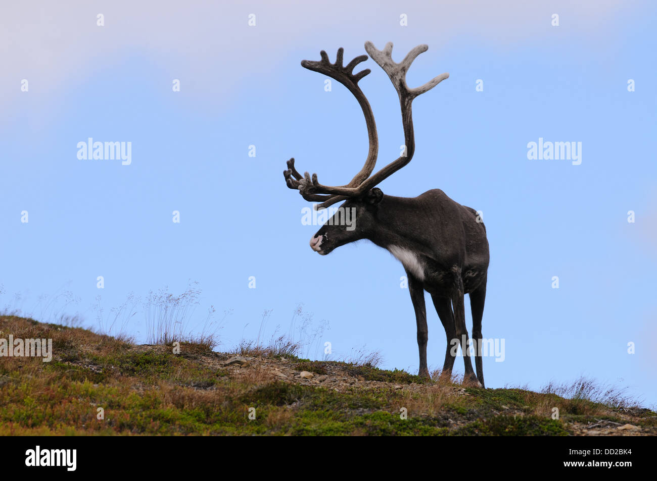 Male reindeer with velvet antlers in Swedish Lapland Stock Photo - Alamy