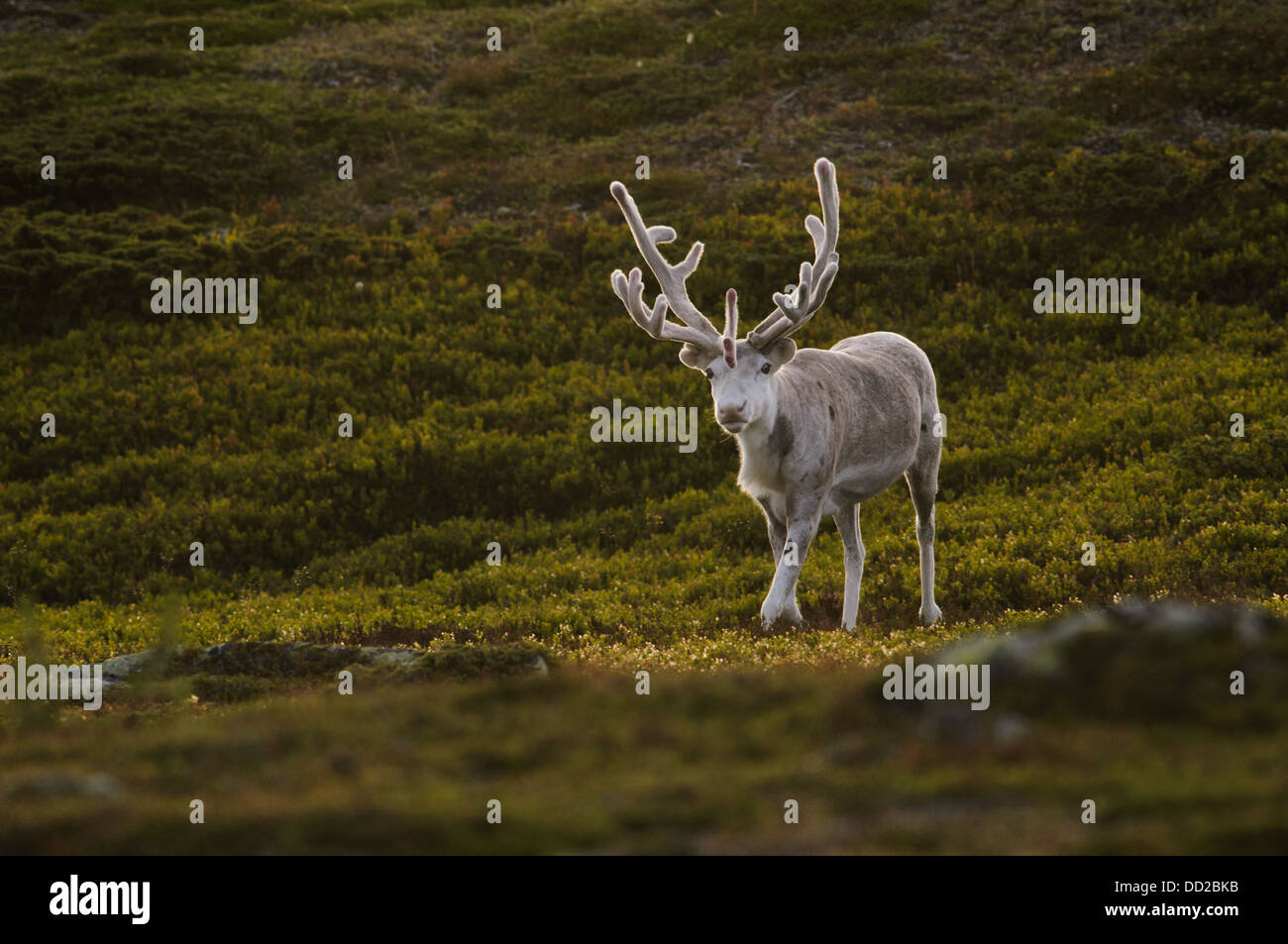 White male reindeer with velvet antlers in evening backlight in Swedish ...