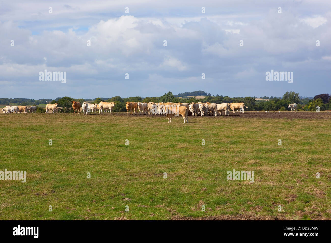 An English country pasture with brown and white cows amongst scenery in ...